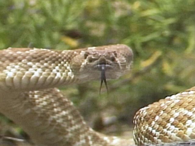 What to do in the event of a rattlesnake bite - 10News.com KGTV-TV San ...