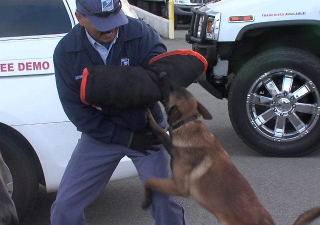 San Diego 2nd in dog attacks on mail carriers - 10News.com KGTV-TV San ...