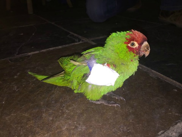 More parrots being shot in Ocean Beach, Point Loma - 10News.com KGTV-TV ...