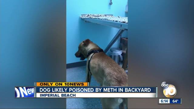 Young dog's bizarre symptoms leads to a stunning diagnosis: meth ...