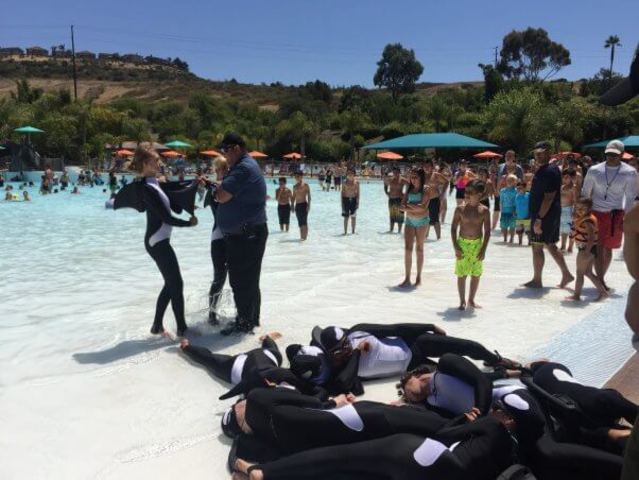 PETA protesters wore orca-style wetsuits at SeaWorld's Aquatica San ...