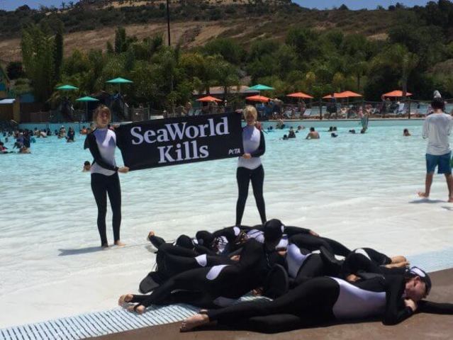 PETA protesters wore orca-style wetsuits at SeaWorld's Aquatica San ...