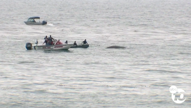 SeaWorld and lifeguards help young whale at Windansea Beach - 10News ...