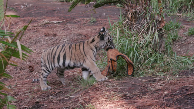 Rescued tiger cub and companion ready for viewers at San Diego Zoo ...