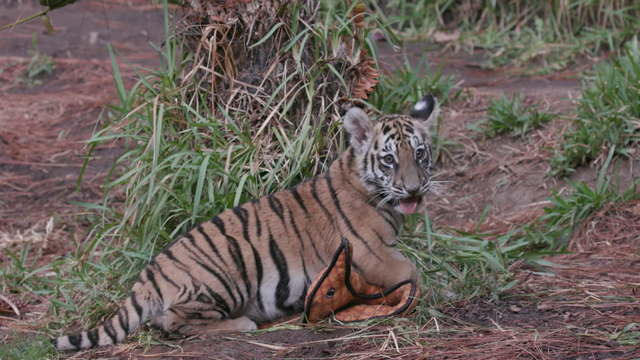 Rescued tiger cub and companion ready for viewers at San Diego Zoo ...