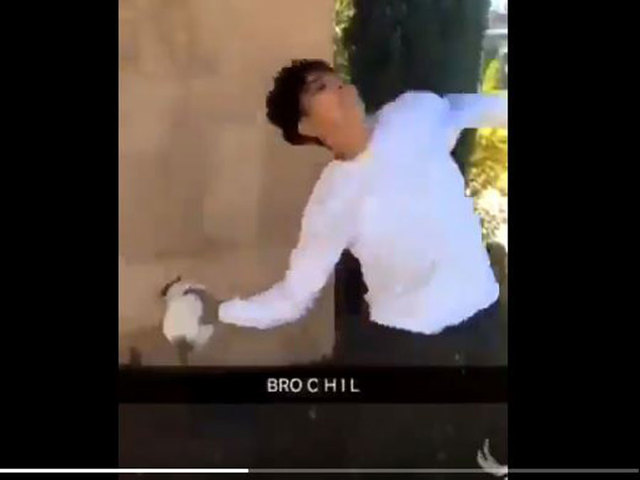 Boy suspected of throwing cat into street in Snapchat video arrested ...