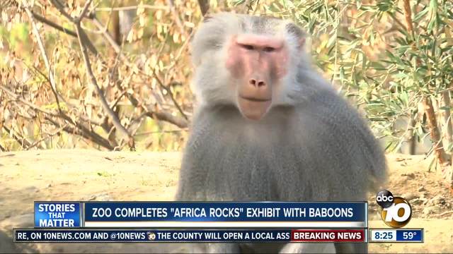 New baboon exhibit opens at San Diego Zoo - 10News.com KGTV-TV San Diego