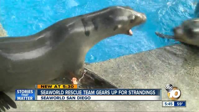 SeaWorld San Diego saved nearly 1,000 animals in 2017 - 10News.com KGTV ...