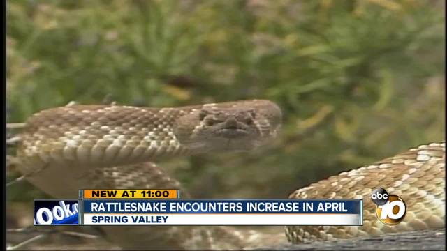 Keep your eyes peeled: Rattlesnake sightings may increase with season ... Keep your eyes peeled: Rattlesnake sightings may increase with season ...