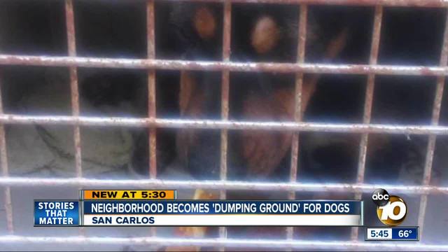Outrage as neighborhood becomes dumping ground for dogs - 10News.com ...