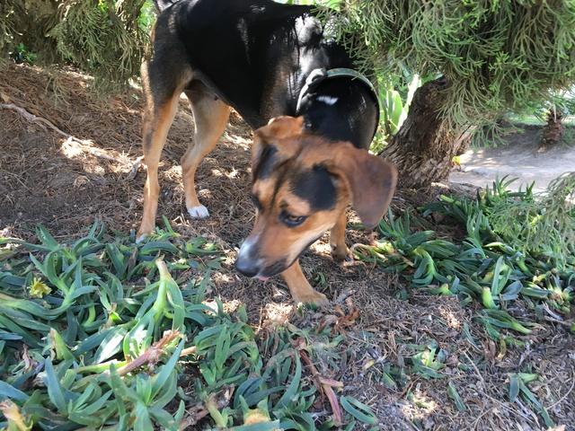 Hidden pot danger at Powerline Dog Park in Encinitas - 10News.com KGTV ...