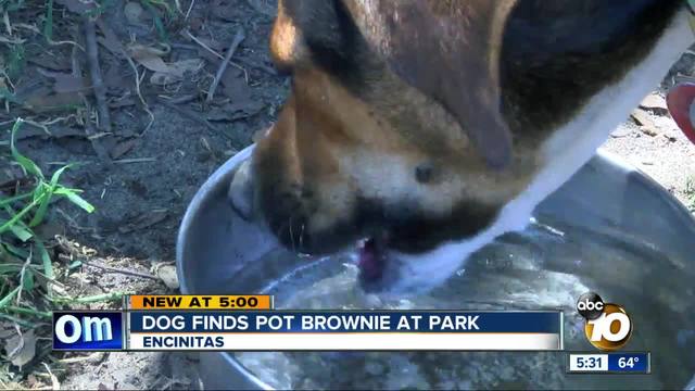 Hidden pot danger at Powerline Dog Park in Encinitas - 10News.com KGTV ...