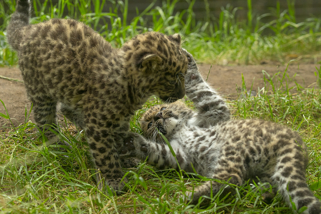 San Diego Zoo welcomes birth of 'rarest big cat' cubs - 10News.com KGTV ...