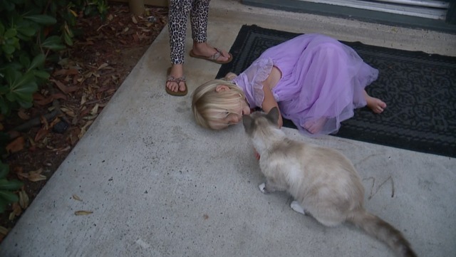 Family's says pet cat was beaten, person responsible still on the loose ...
