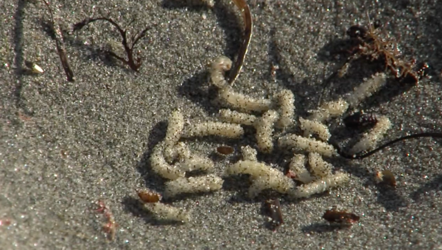 Expert: Heat wave behind more flies, maggots on coast - 10News.com KGTV ...