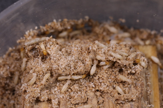 Destructive 'super-termites' discovered in La Mesa - 10News.com KGTV-TV ...