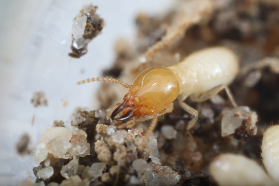 Destructive 'super-termites' discovered in La Mesa - 10News.com KGTV-TV ...