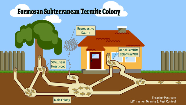 Destructive 'super-termites' discovered in La Mesa - 10News.com KGTV-TV ...