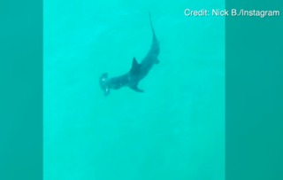 Hammerhead shark sighting prompts lifeguards to close Oceanside ...