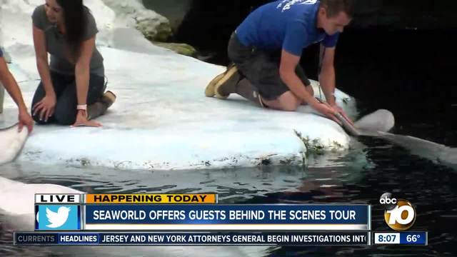 Sea World offers 'Inside Look' at animals, trainers for guests - 10News ...